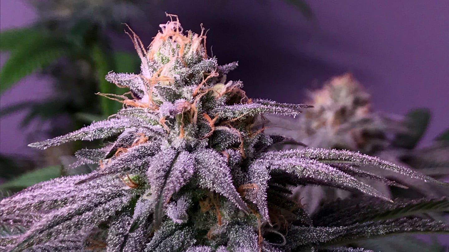 Auto Blueberry Feminized Seeds | CG Australia