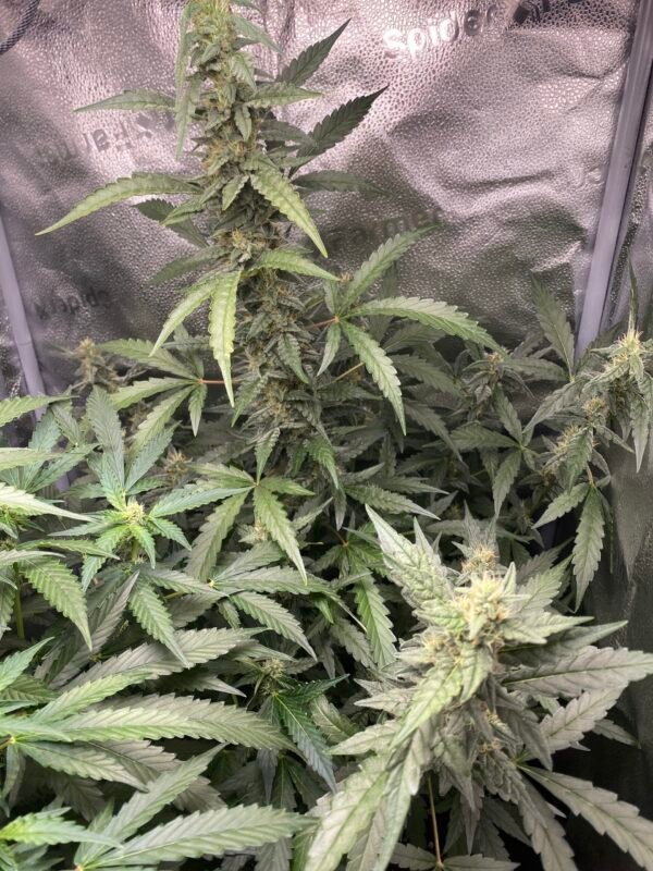 Buy Cannabis Seeds Australia | Premium Genetics Fast Local Ship