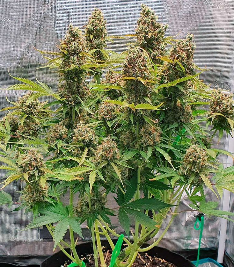 Buy Cannabis Seeds Australia | Premium Genetics Fast Local Ship