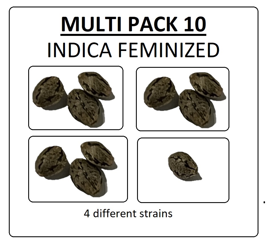 Multi Pack 10 Indica Feminized Seeds | CG Australia
