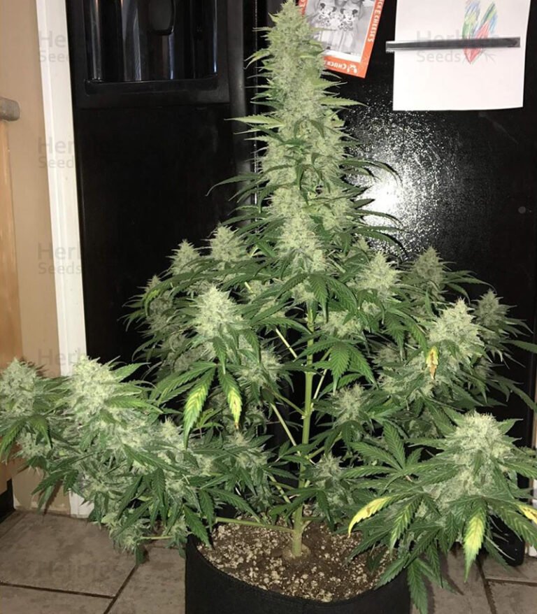 Auto Blue Dream Feminized (+ Free Seeds) | CG Australia