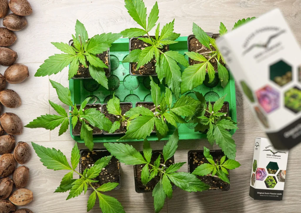 Best Cannabis Seeds in Sydney? CG Australia | CG Australia